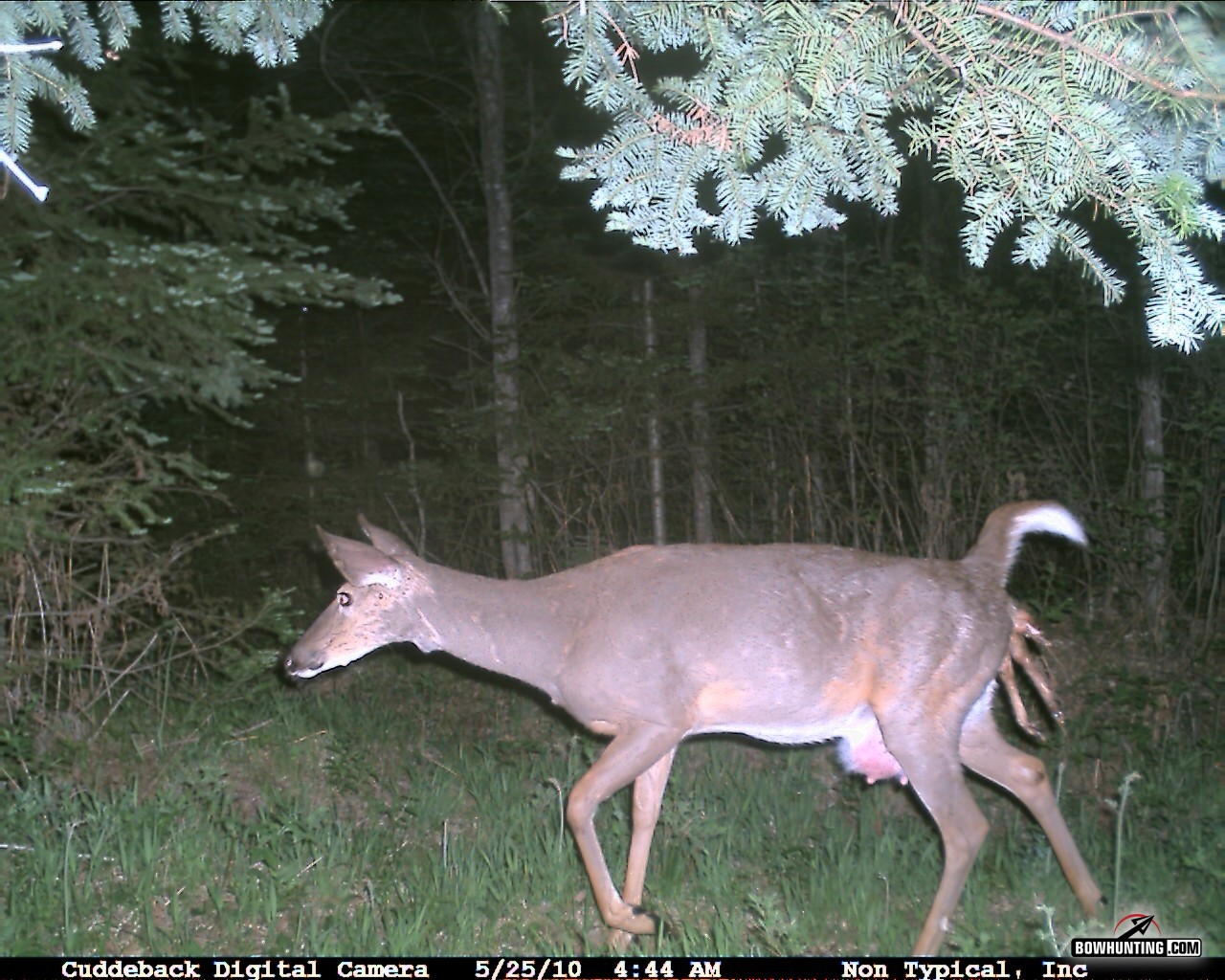 Unbelievable Trail Cam Photo: Doe Walking with Half Born Fawn!